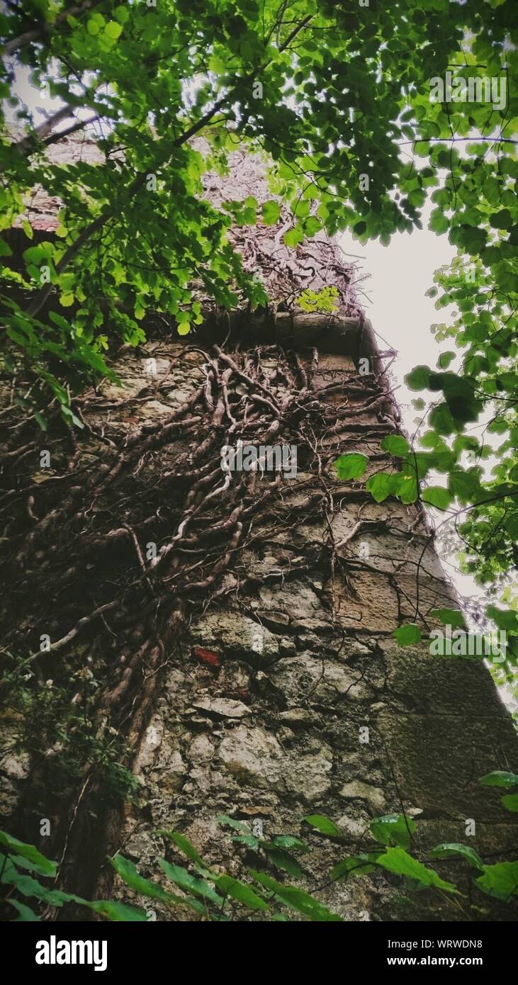 Tree roots covering hi-res stock photography and images - Alamy