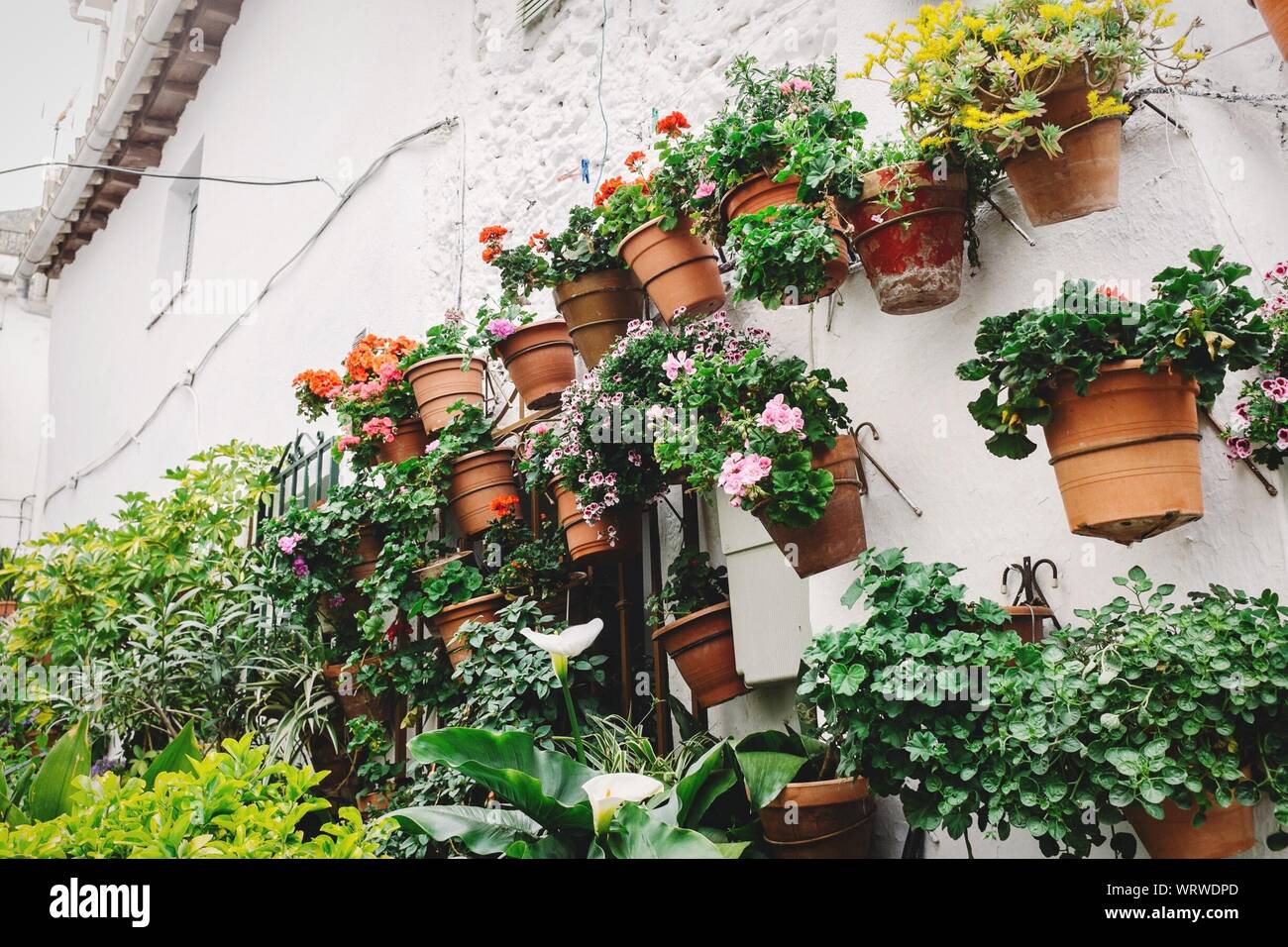 Wall mounted plant hi-res stock photography and images - Alamy
