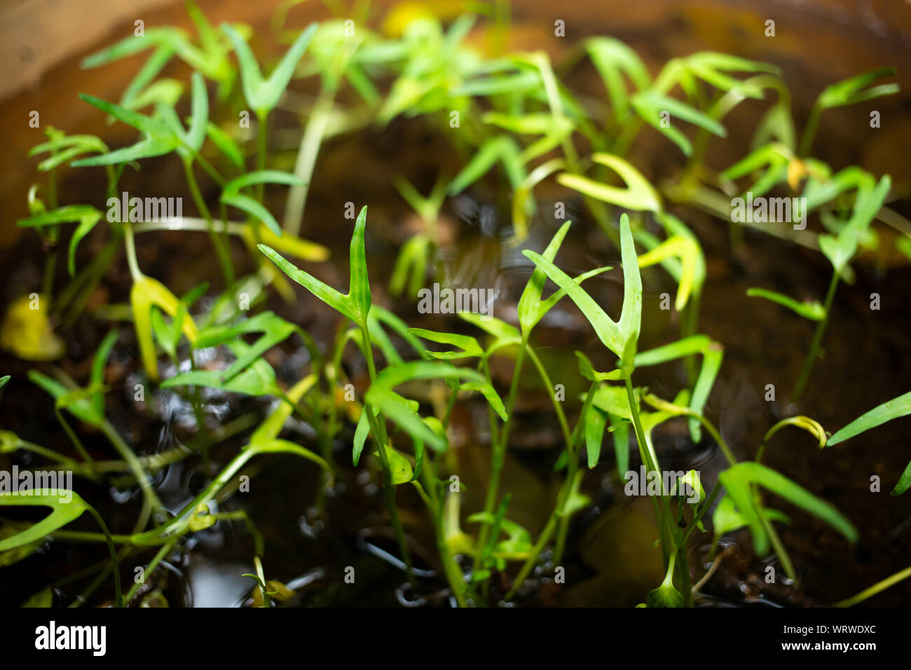 Chinese Water Convolvulus, Water Convolvulus, Swamp Morning Glory ...