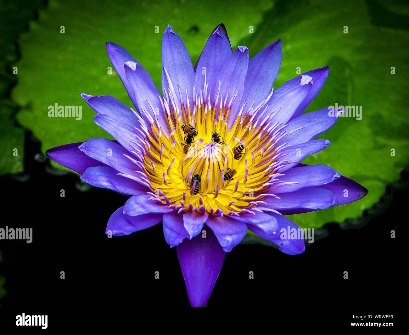 Insects on water hi-res stock photography and images - Alamy