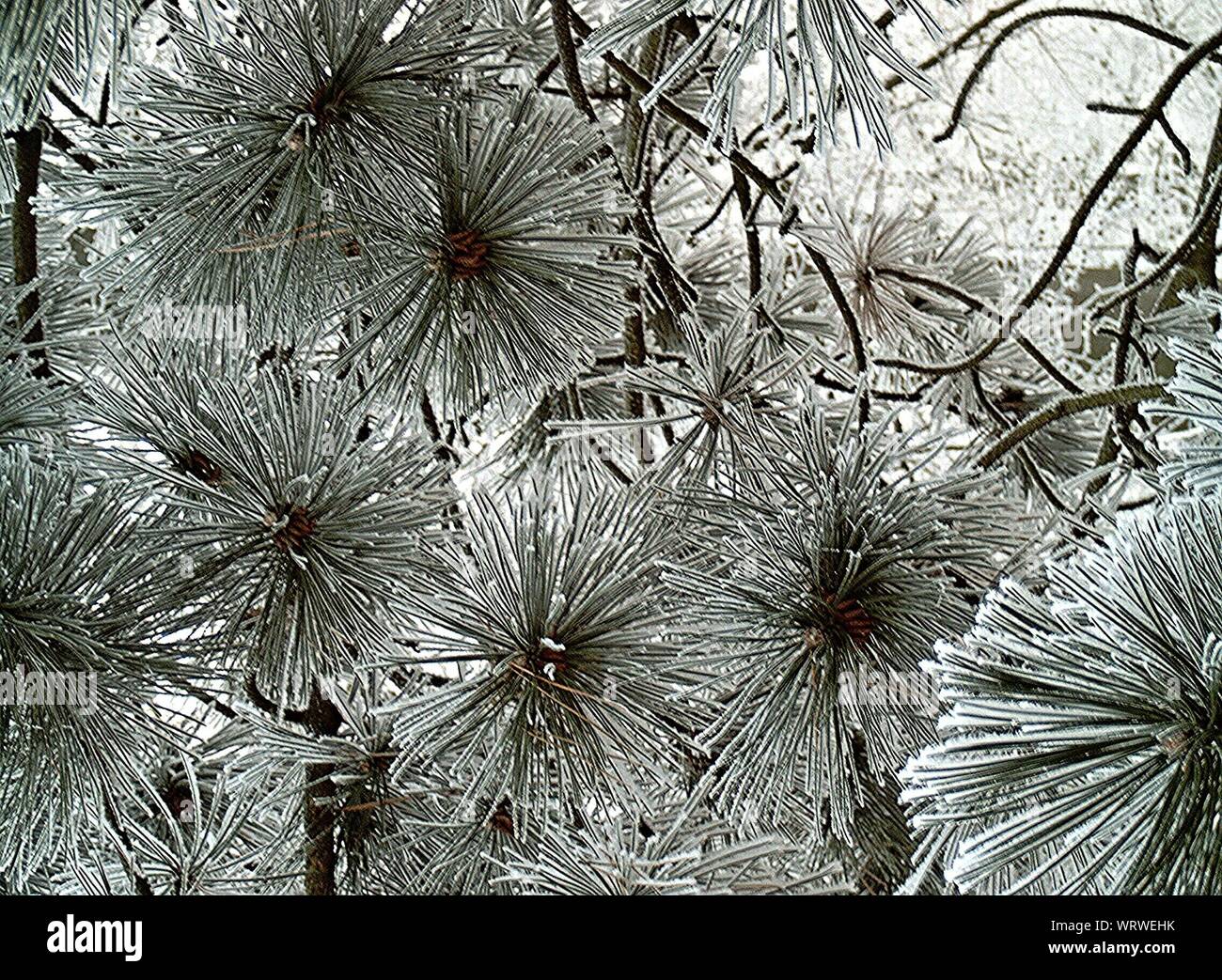 Frozen pine tree hi-res stock photography and images - Alamy