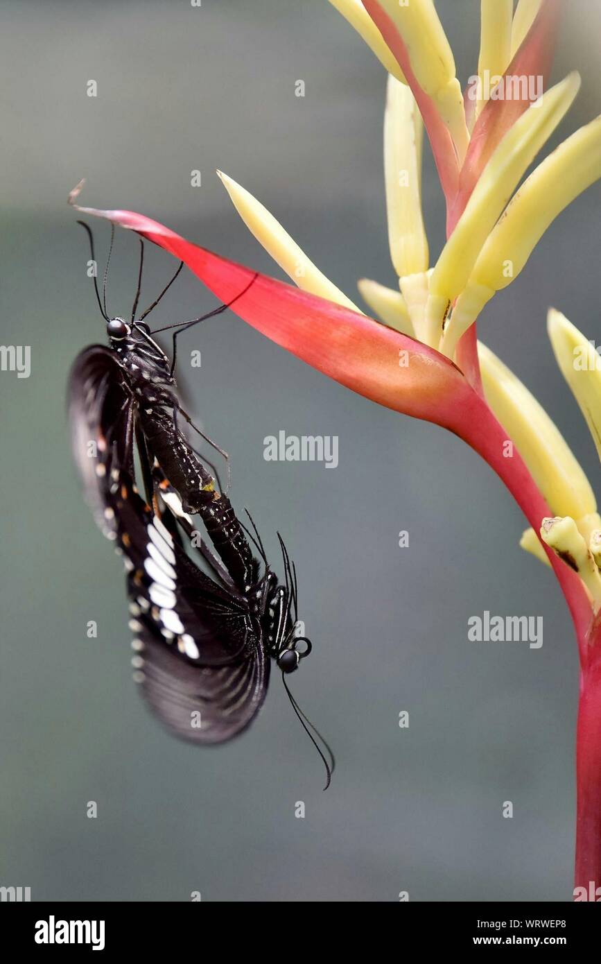 Mating of butterflies hi-res stock photography and images - Alamy