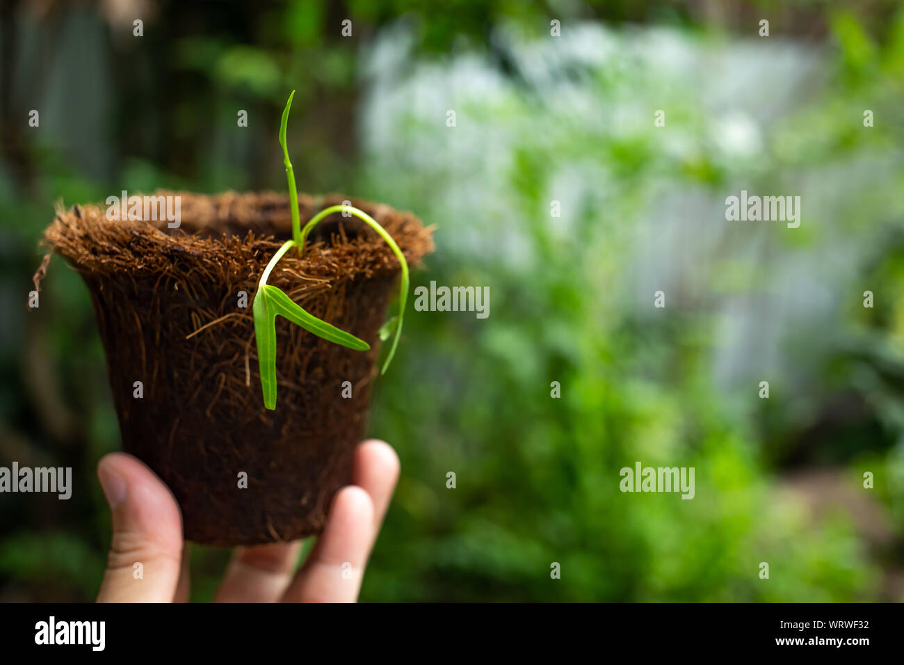 Chinese Water Convolvulus, Water Convolvulus, Swamp Morning Glory ...