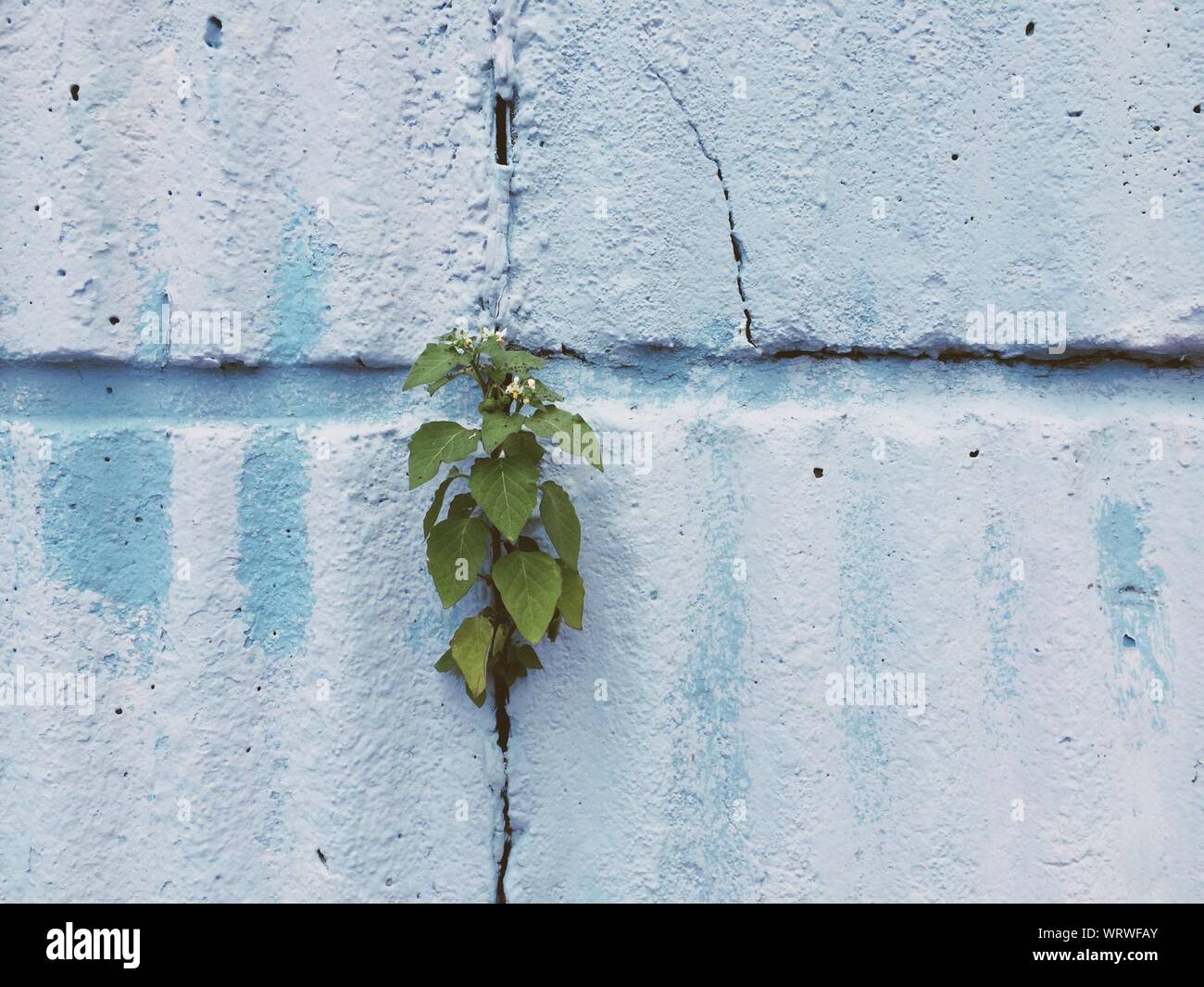 Growing crack hi-res stock photography and images - Alamy