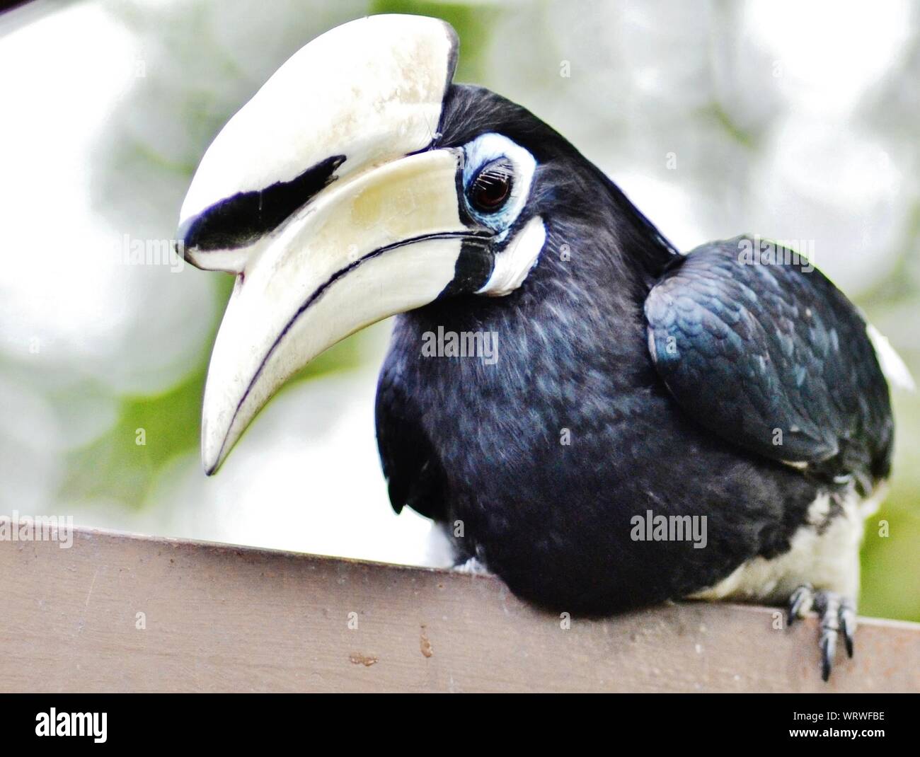 Palawan hornbill hi-res stock photography and images - Alamy