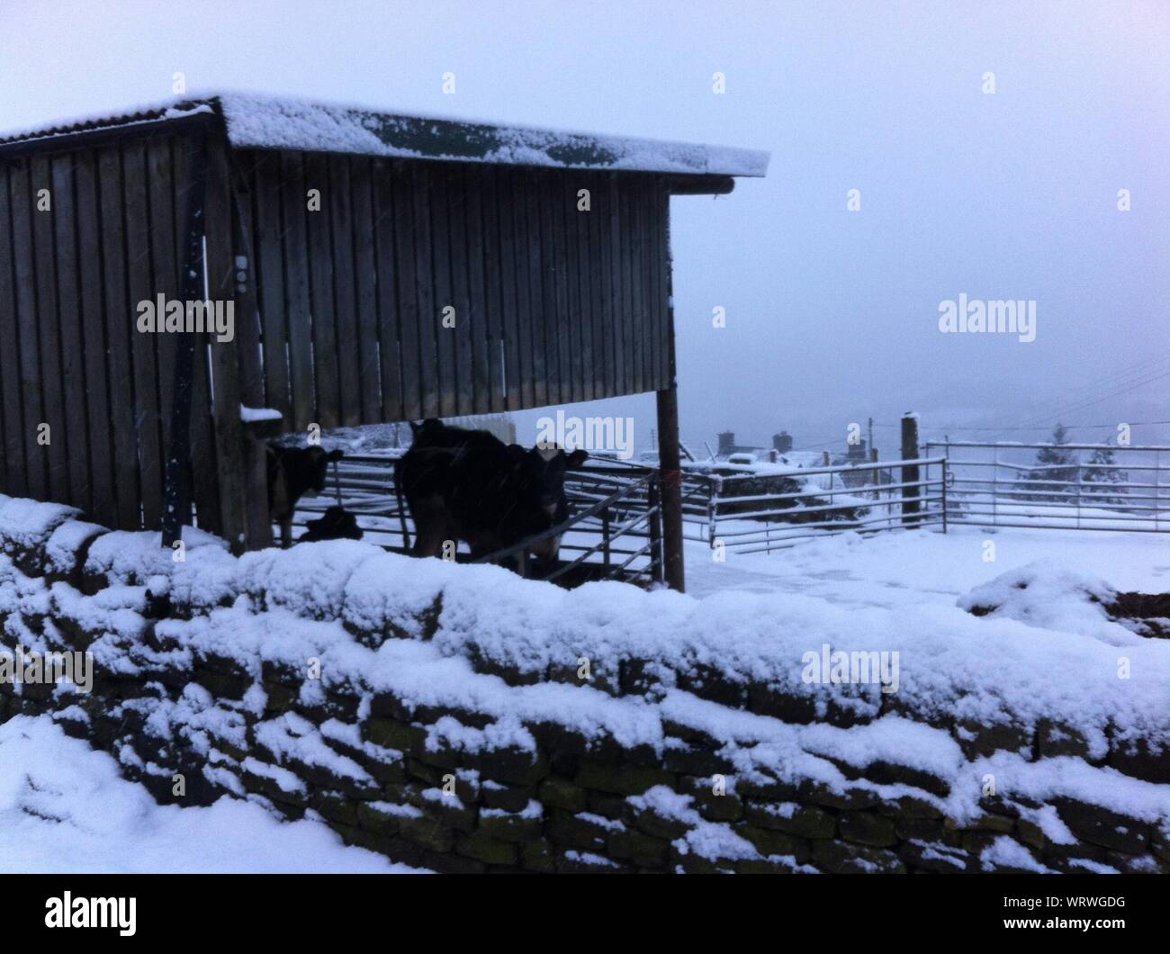Cows shade structure hi-res stock photography and images - Alamy