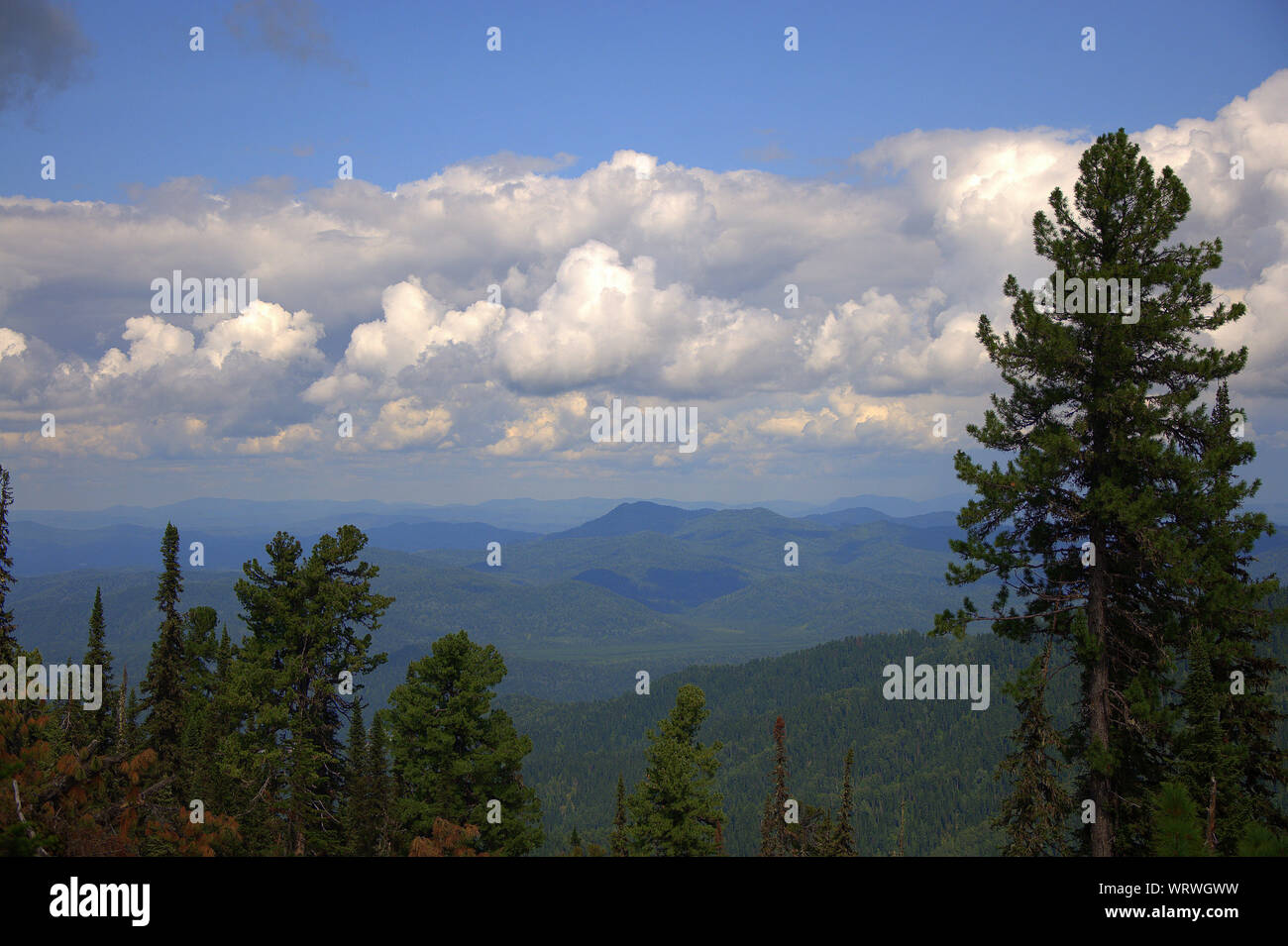 Stunning views of the mountain peaks through tall pine trees. Altai ...
