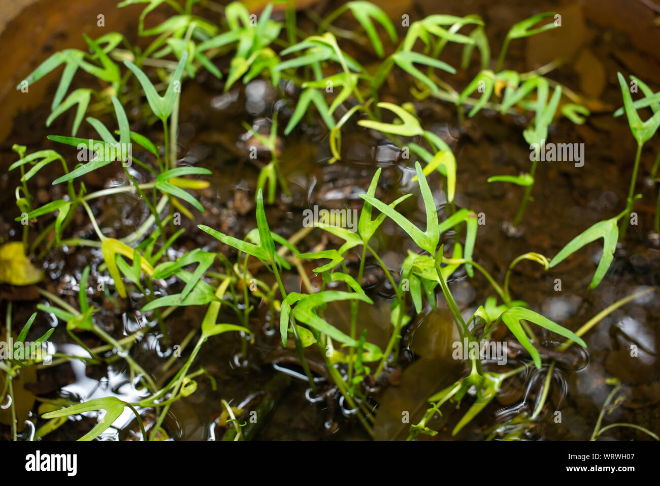 Chinese Water Convolvulus, Water Convolvulus, Swamp Morning Glory ...