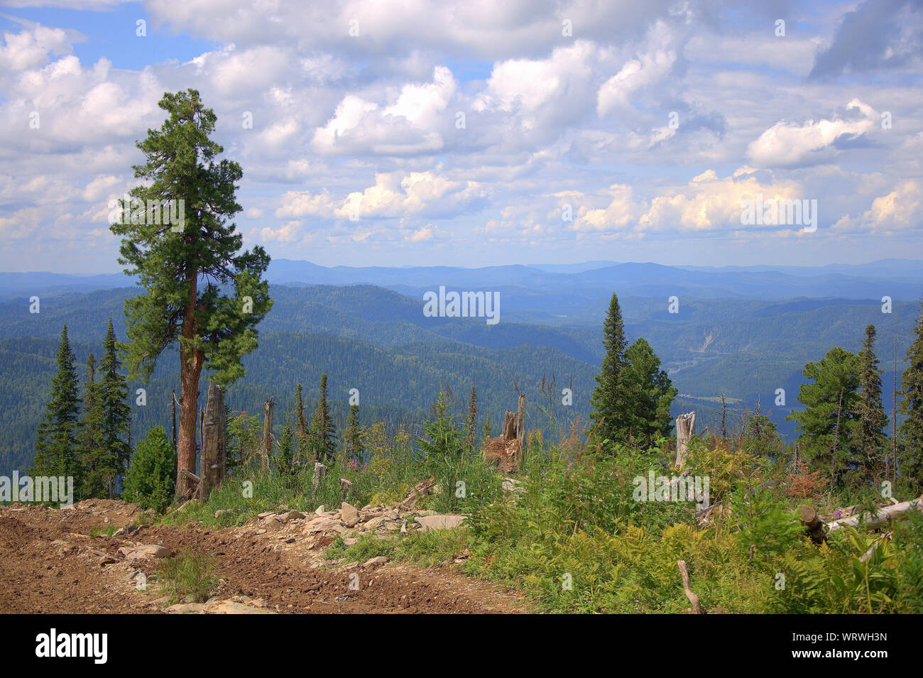 Stunning views of the mountain peaks through tall pine trees. Altai ...