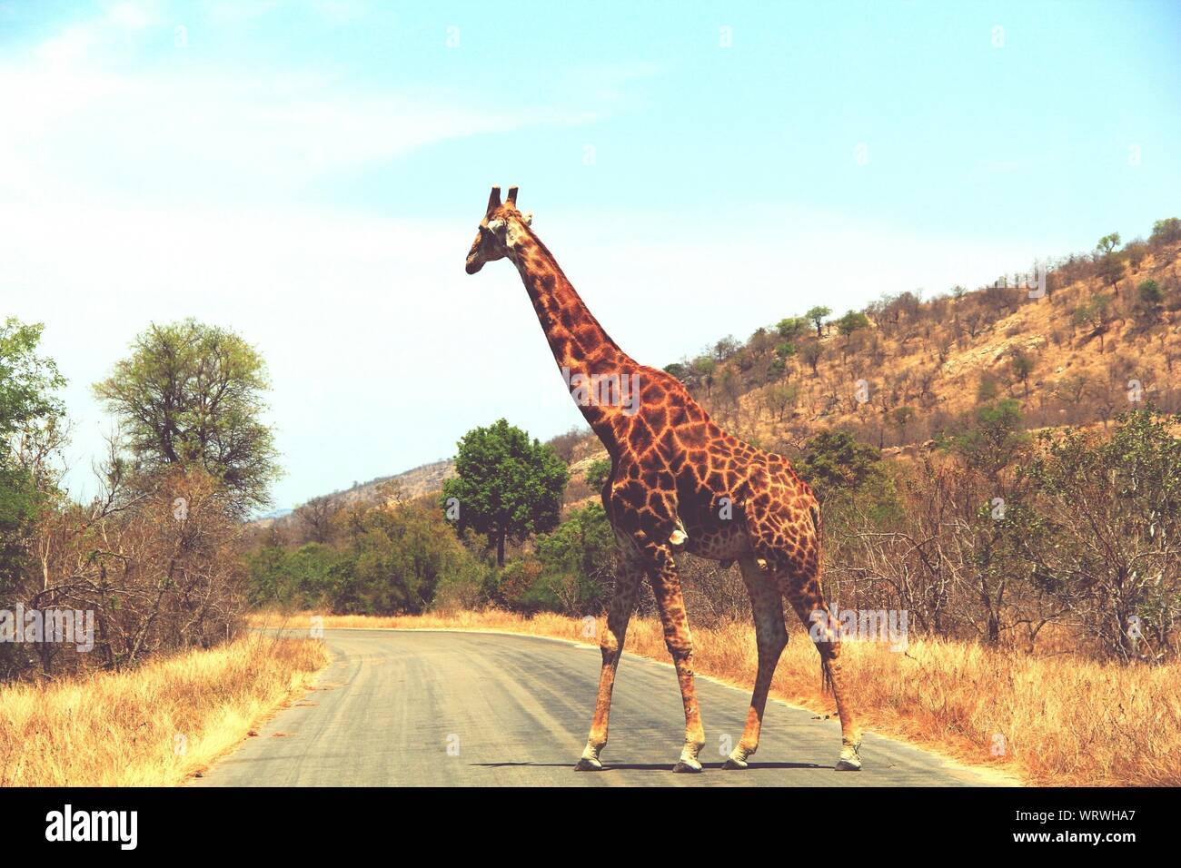 Giraffe crossing hi-res stock photography and images - Alamy