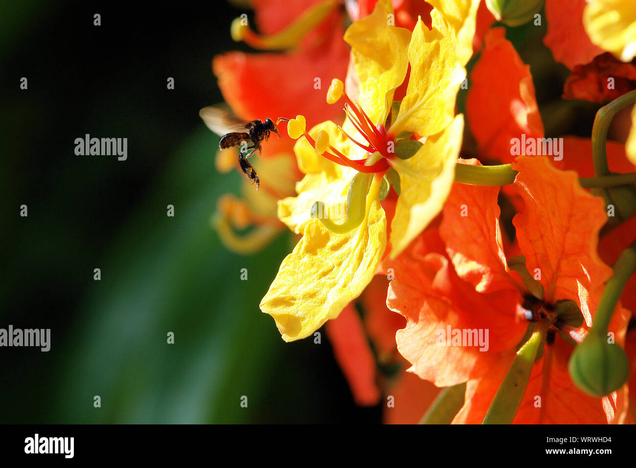 Flying Mud High Resolution Stock Photography and Images - Alamy