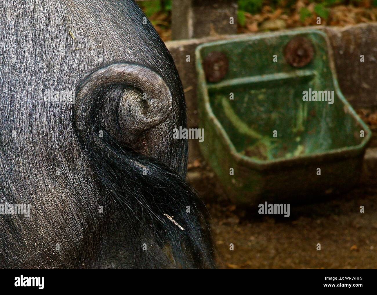 Pig Rear High Resolution Stock Photography and Images - Alamy