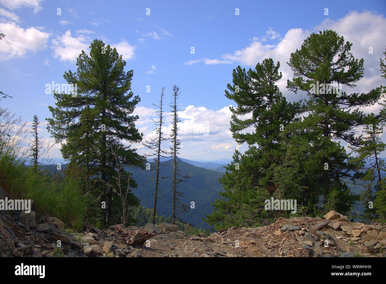 Tall pine trees on top of a mountain overlooking a valley and cloudy ...