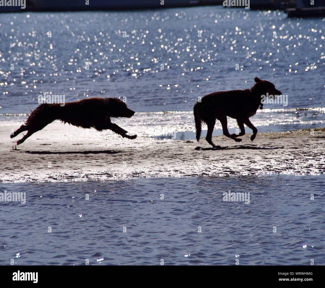 Two dogs looking to each other hi-res stock photography and images - Alamy