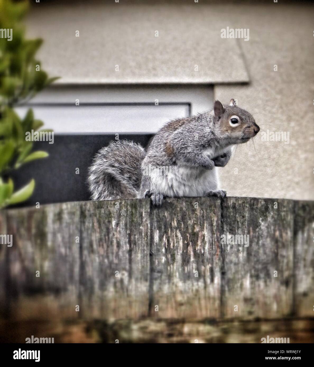 Back yard squirrel hi-res stock photography and images - Alamy