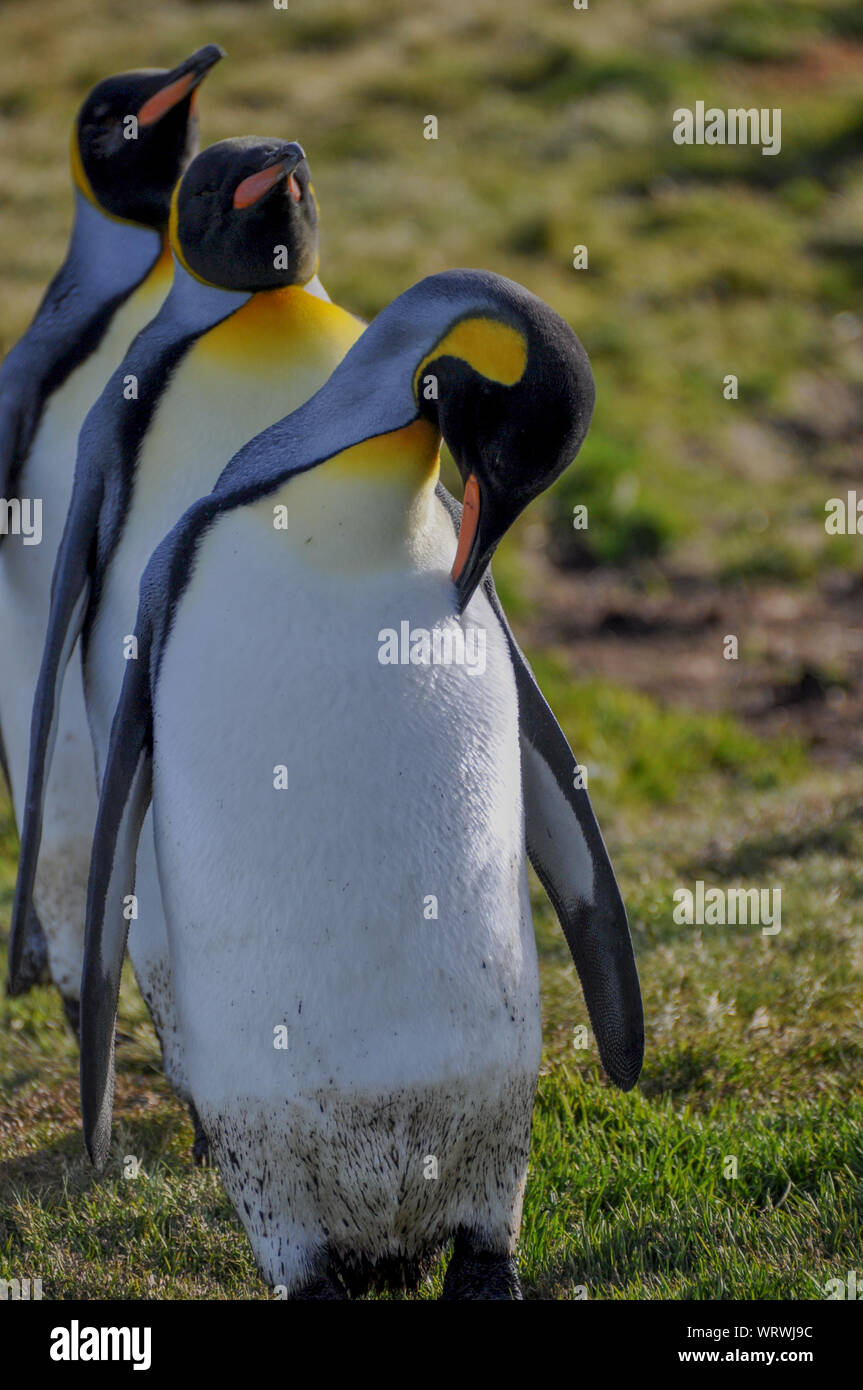Preening penguins hi-res stock photography and images - Alamy
