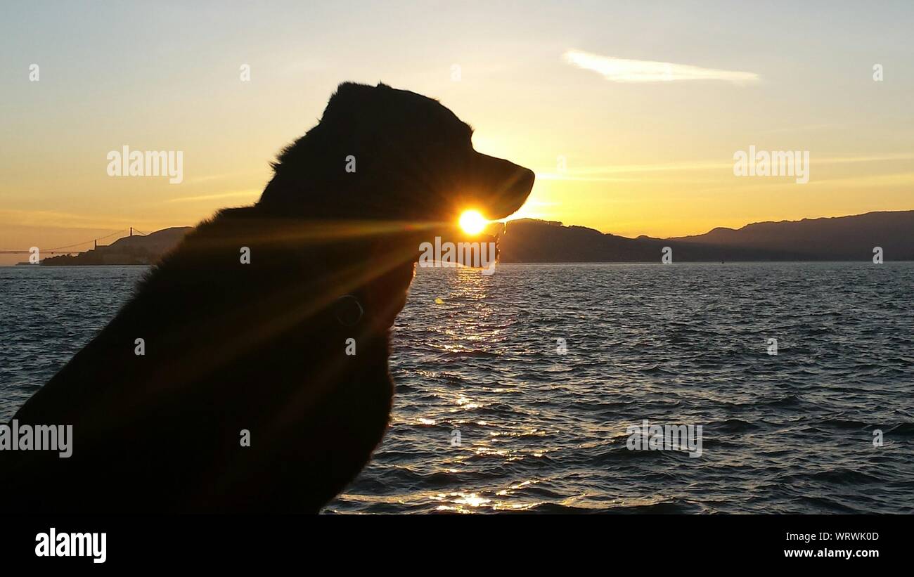 Sky Dog Eat Sun