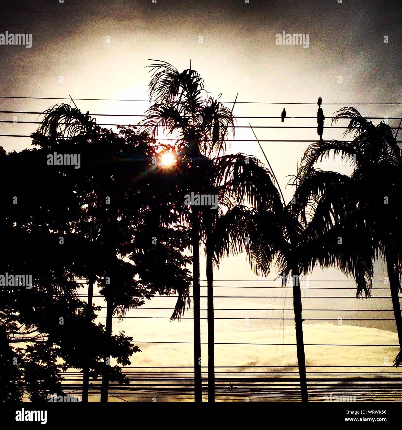Sun filter through hi-res stock photography and images - Alamy