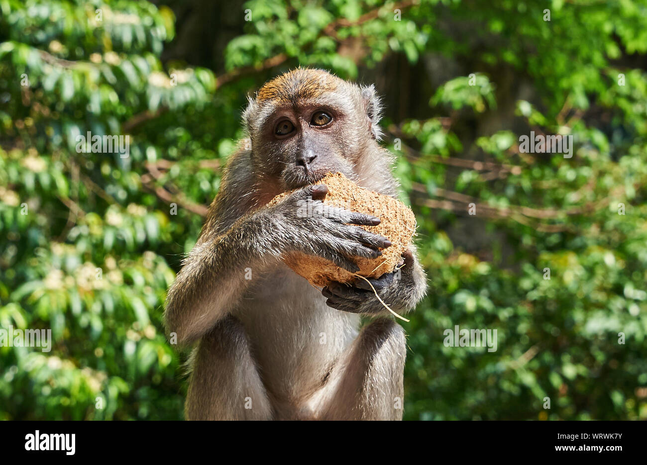 Monkey Holding Camera High Resolution Stock Photography and Images - Alamy