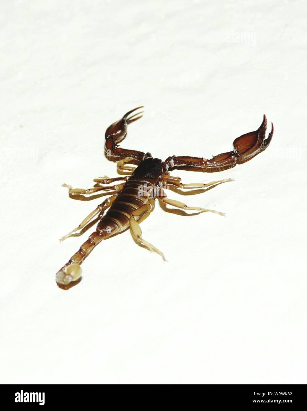 Close up scorpion hi-res stock photography and images - Alamy