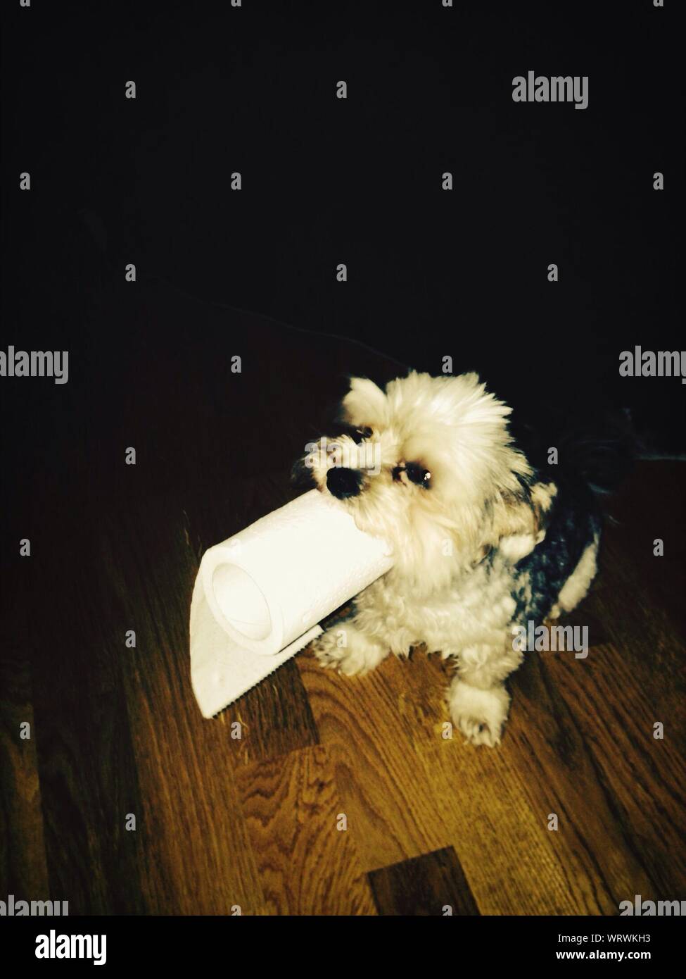 Dog mouth paper hi-res stock photography and images - Alamy