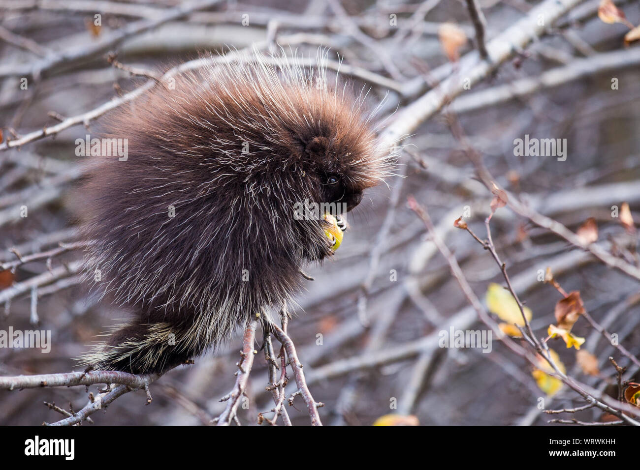 Porcupine eating hi-res stock photography and images - Alamy
