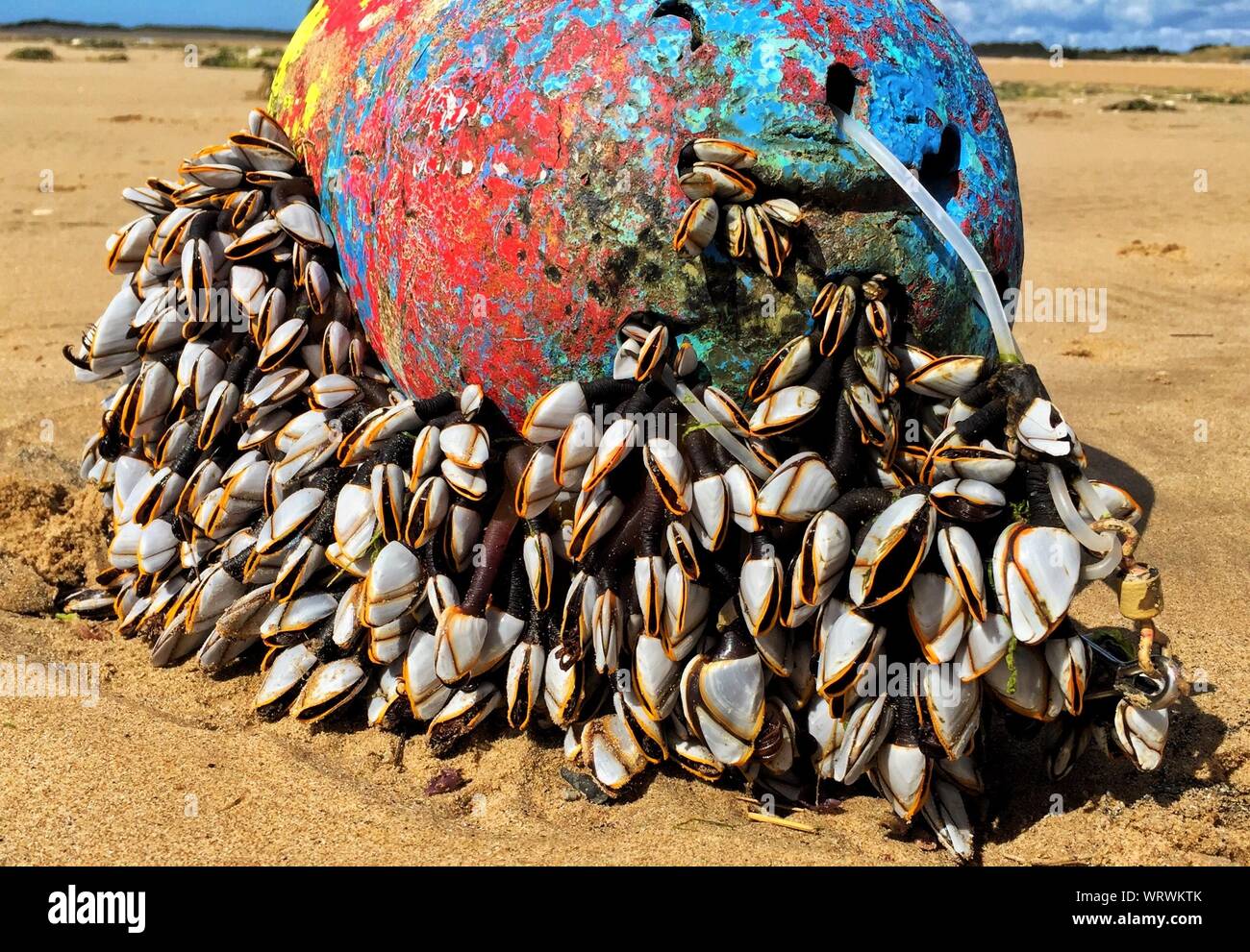 Large barnacles hi-res stock photography and images - Alamy