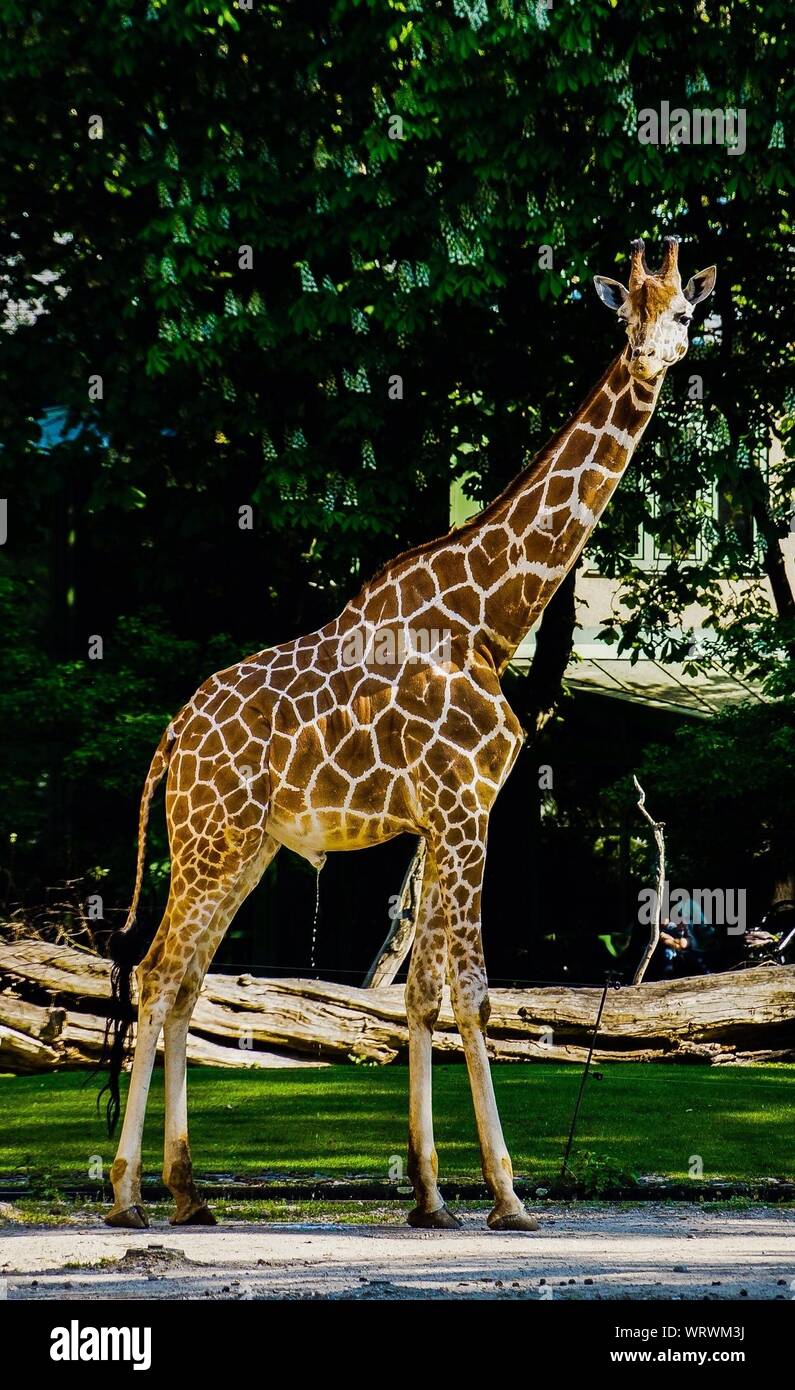 Giraffe marking hi-res stock photography and images - Alamy