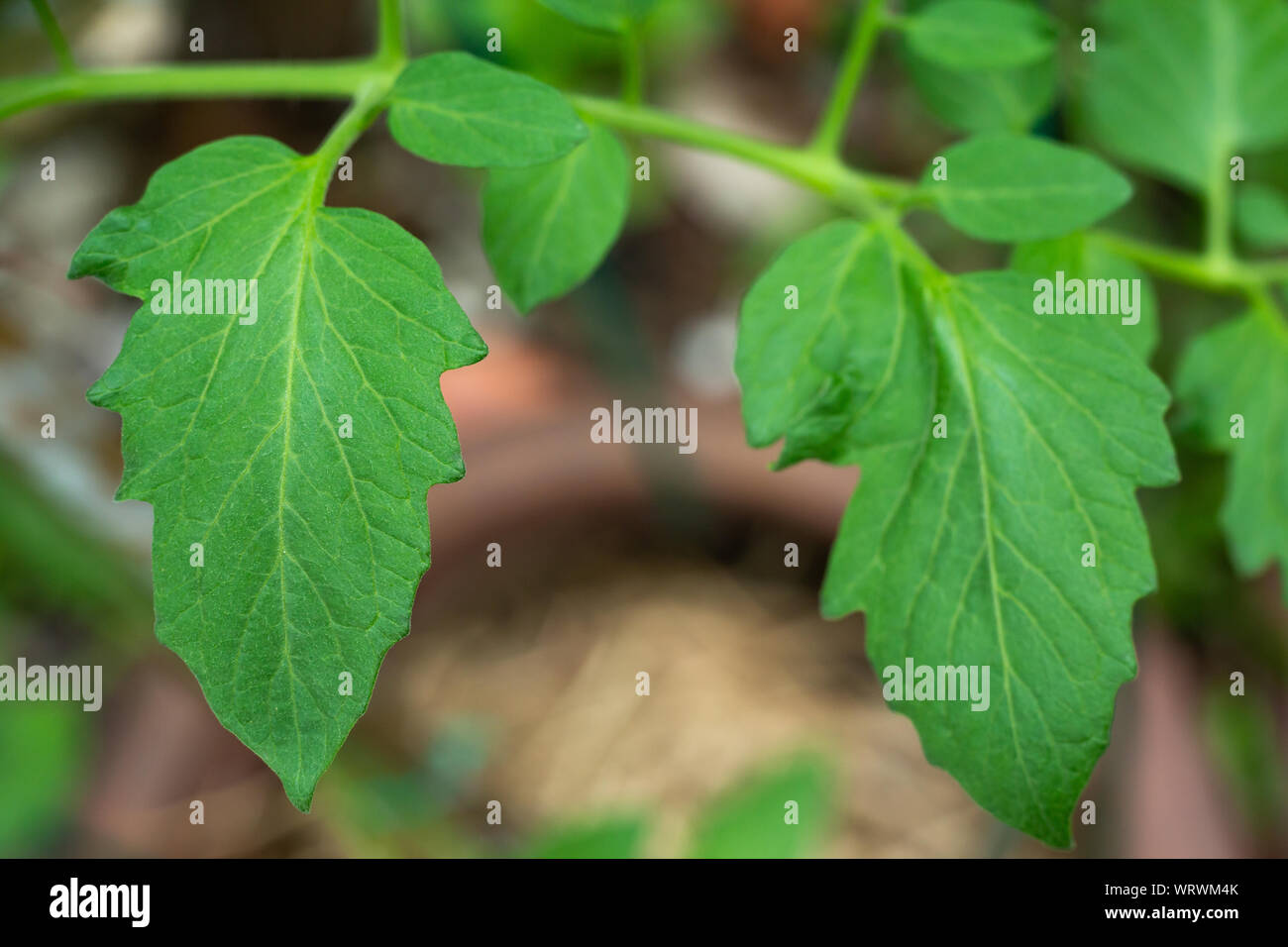 Tomato with leaves hi-res stock photography and images - Alamy