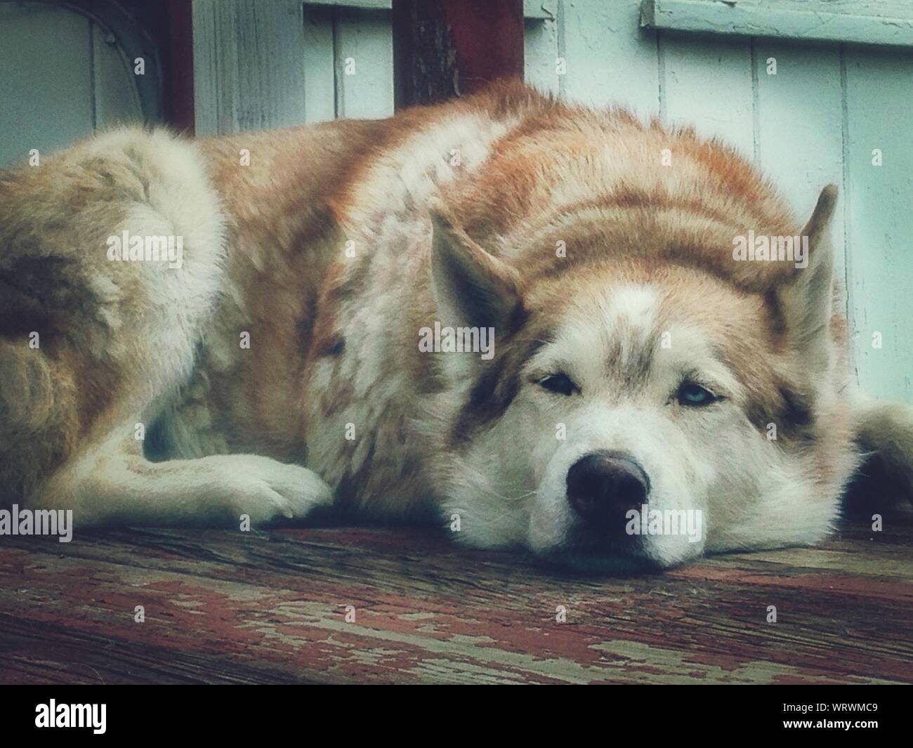 Are Siberian Huskies Nocturnal