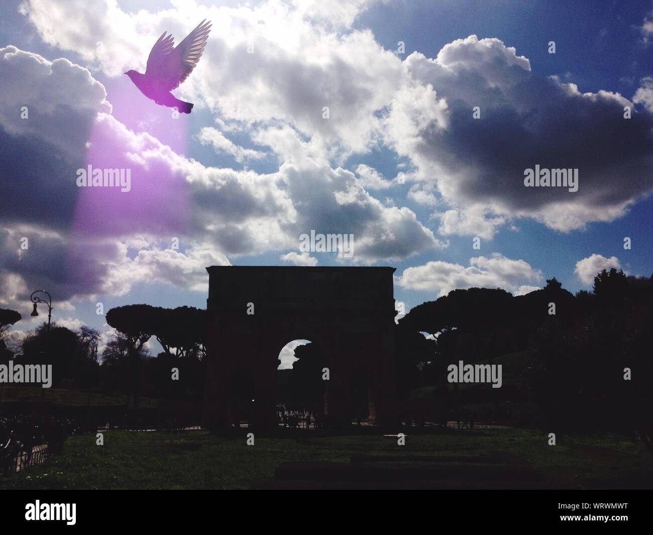 Back of bird hi-res stock photography and images - Alamy