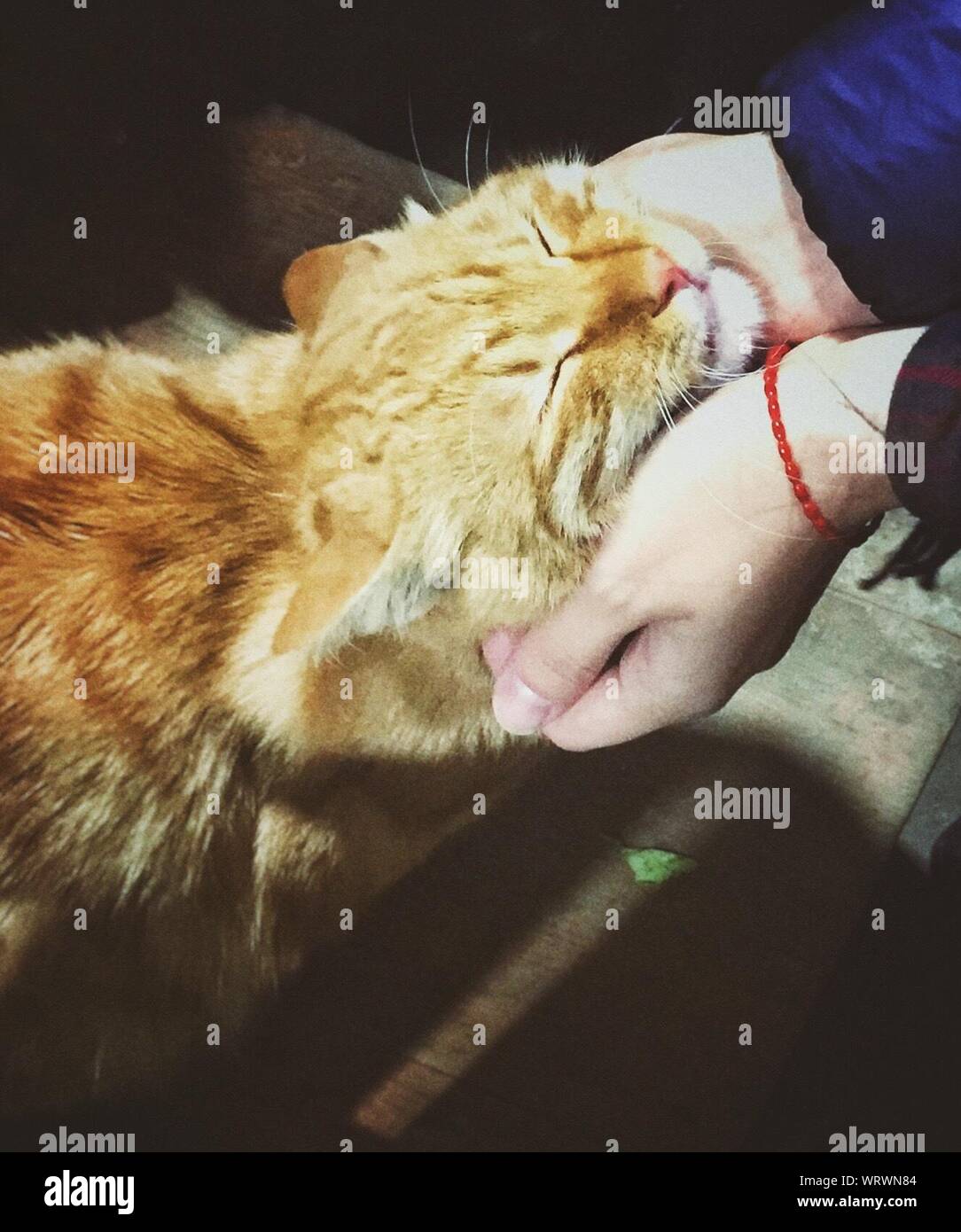 Human cat bonding hi-res stock photography and images - Alamy