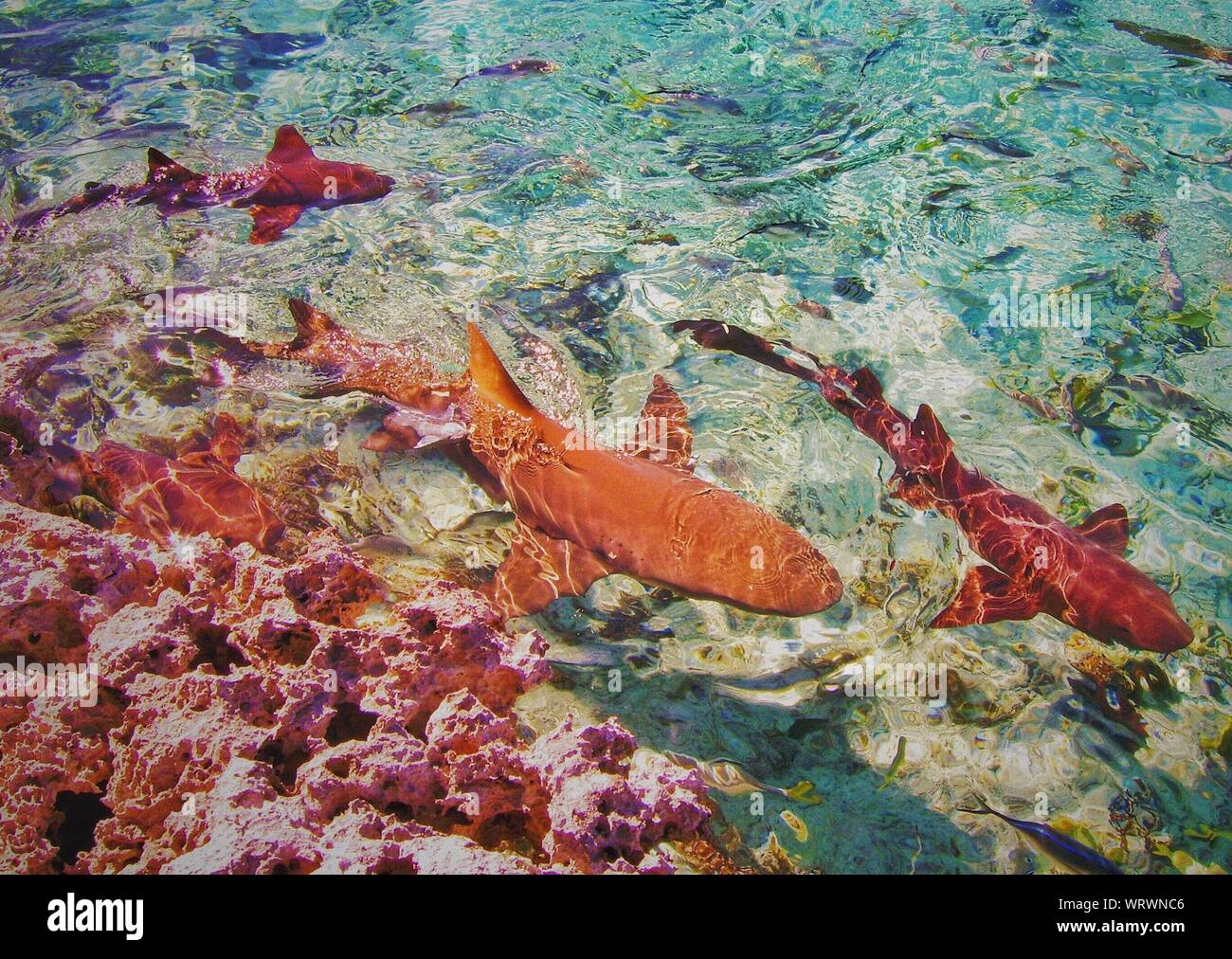 Sharks Swimming Underwater High Resolution Stock Photography and Images ...