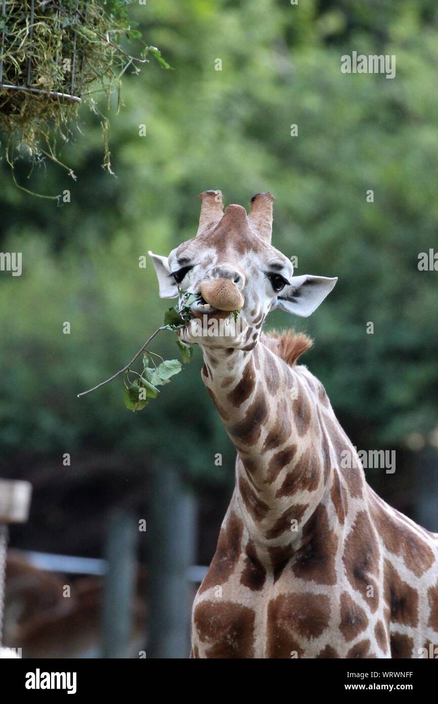 Giraffe Eating Plant High Resolution Stock Photography and Images - Alamy