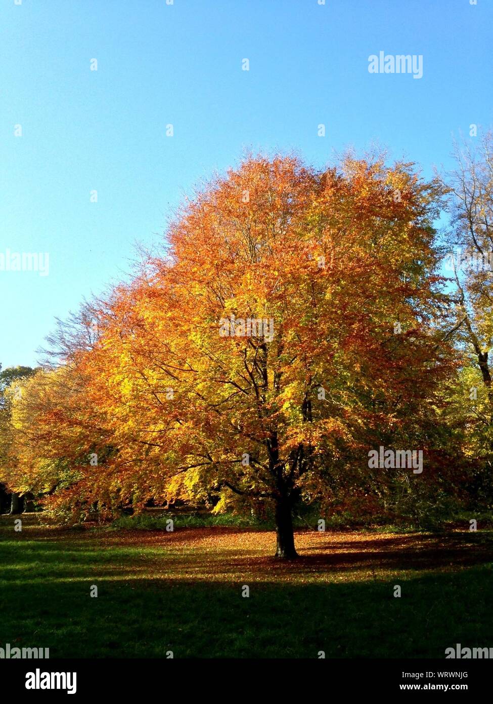 Tree Changing From Summer To Autumn High Resolution Stock Photography ...