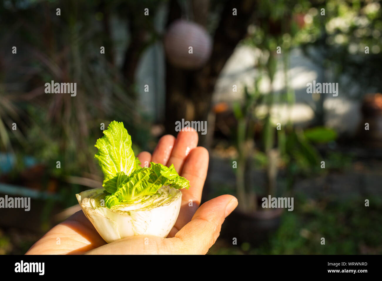 Nappa cabbage, Napa, Chinese Cabbage is growing in hand Stock Photo - Alamy