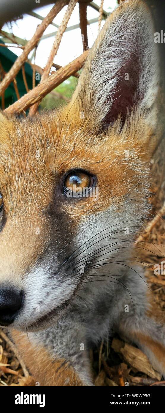 Fox close up head view hi-res stock photography and images - Alamy