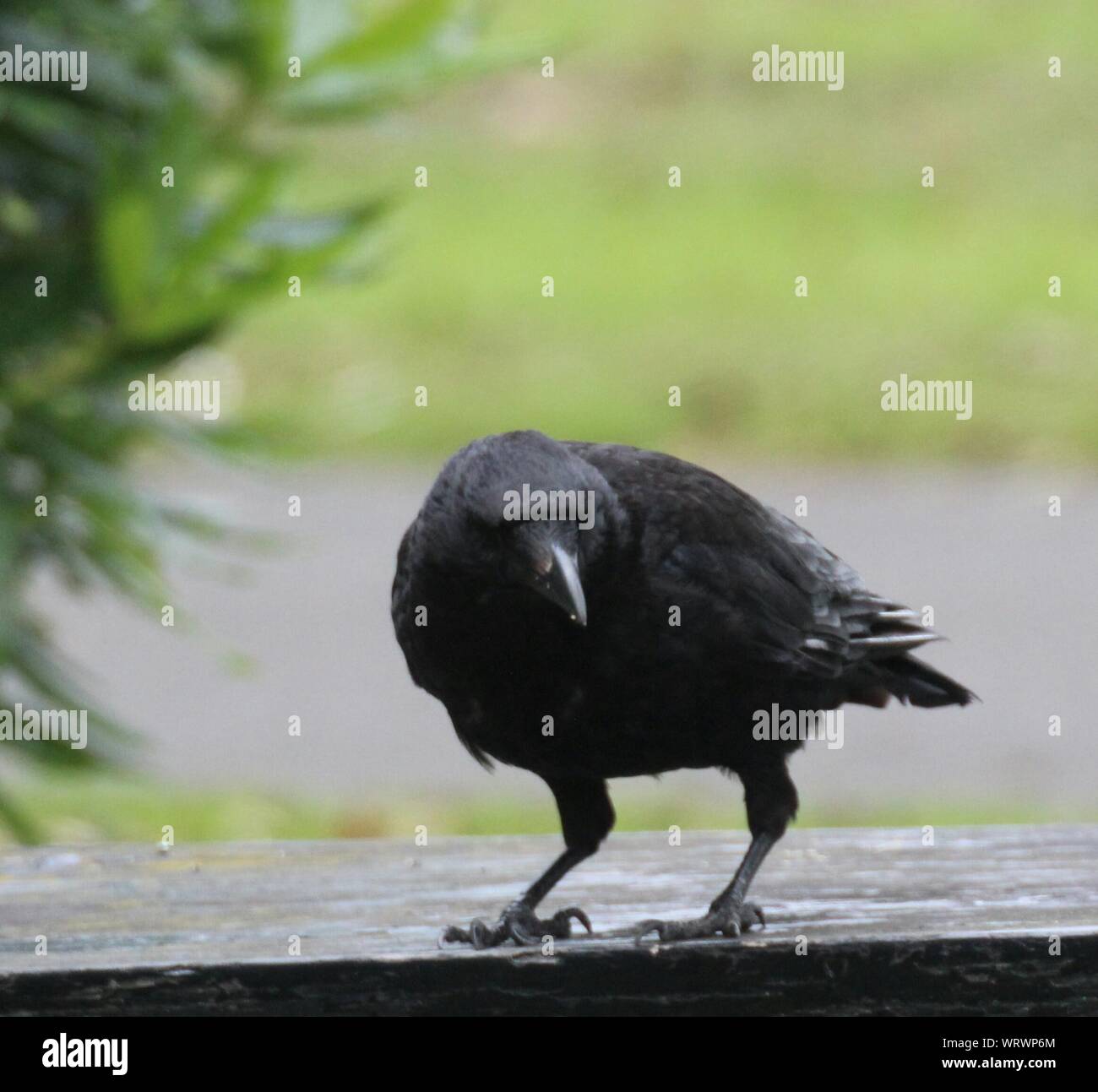 Bush crow hi-res stock photography and images - Alamy