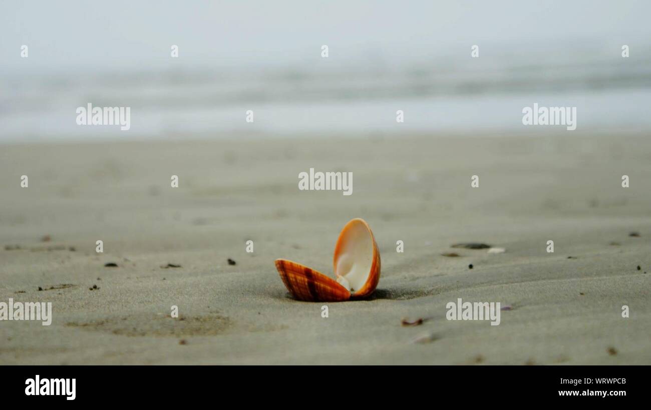 Dead empty shell hi-res stock photography and images - Alamy