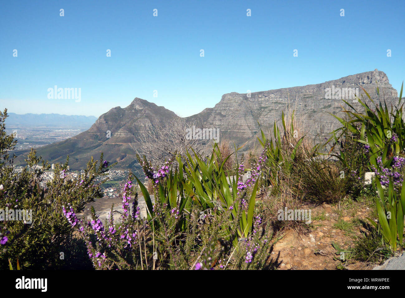 Table mountain plants hi-res stock photography and images - Alamy