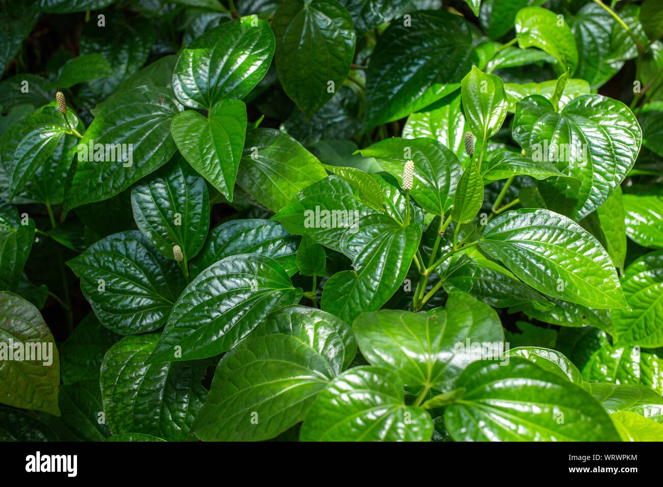 Chaplu Leaves High Resolution Stock Photography and Images - Alamy