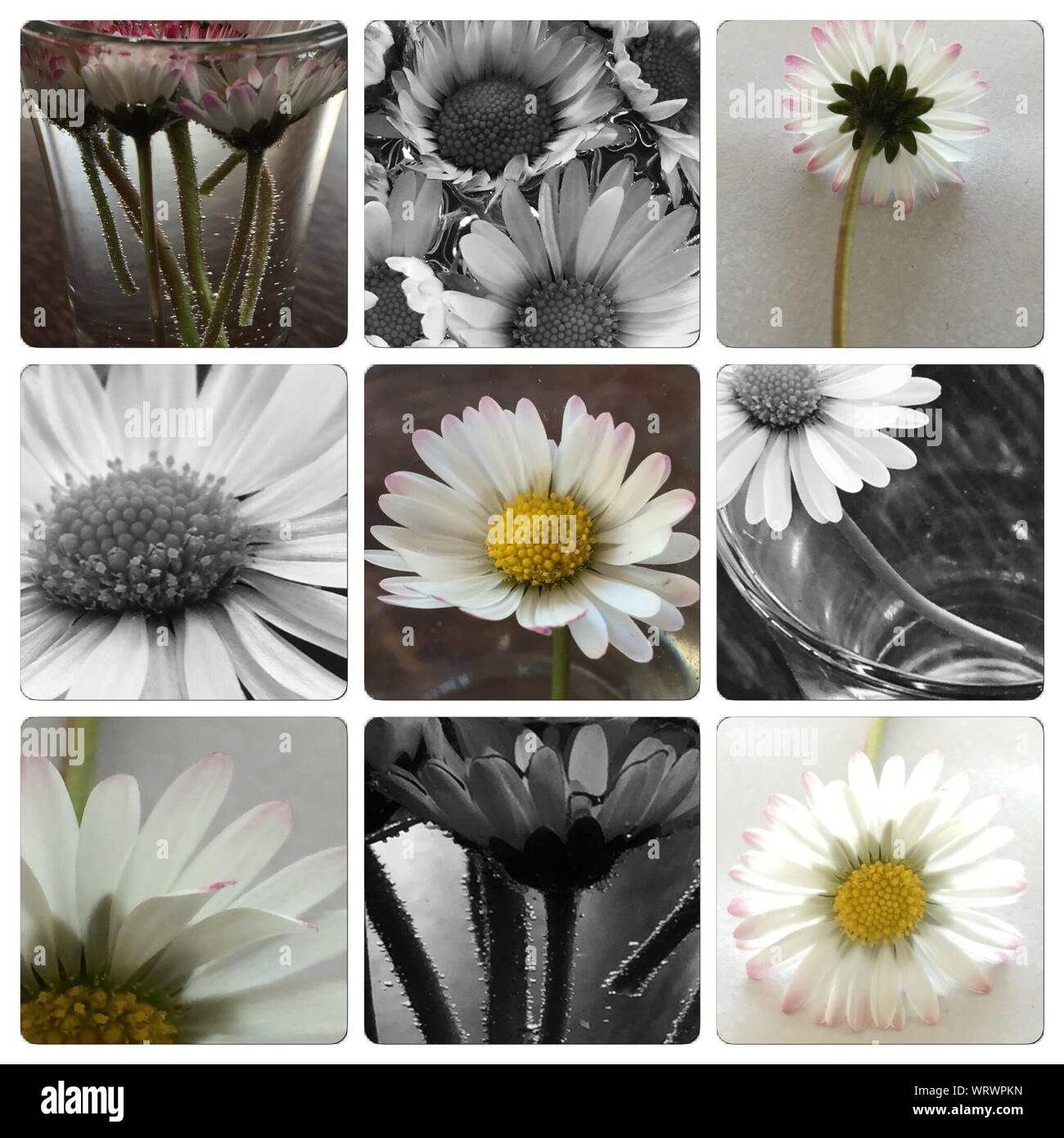 Daisy collage hi-res stock photography and images - Alamy