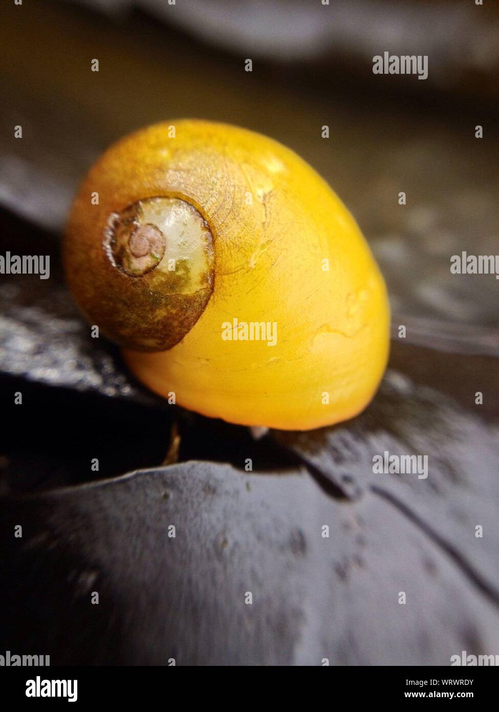 Bright yellow snail hi-res stock photography and images - Alamy