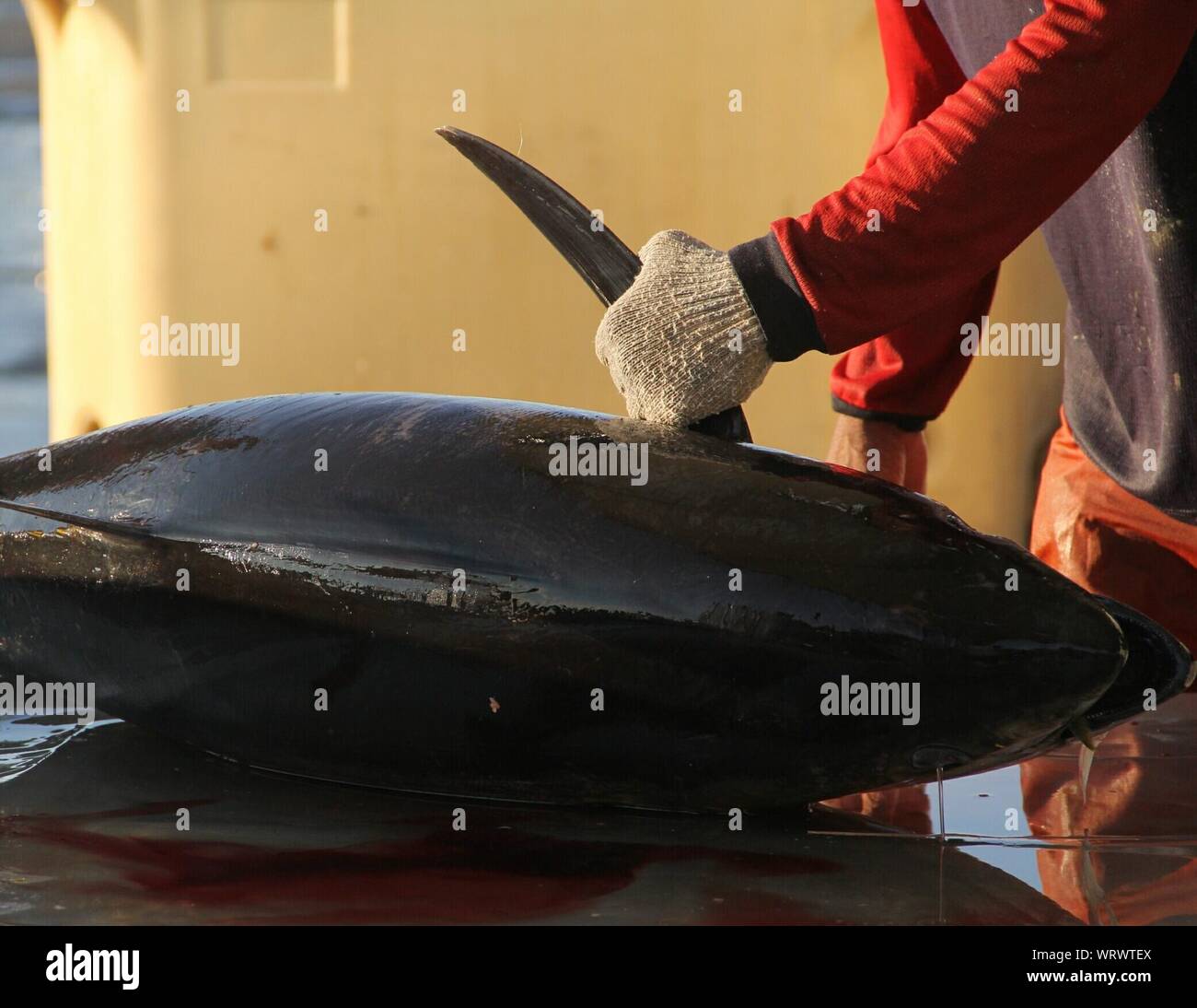 Man working with fish hi-res stock photography and images - Alamy