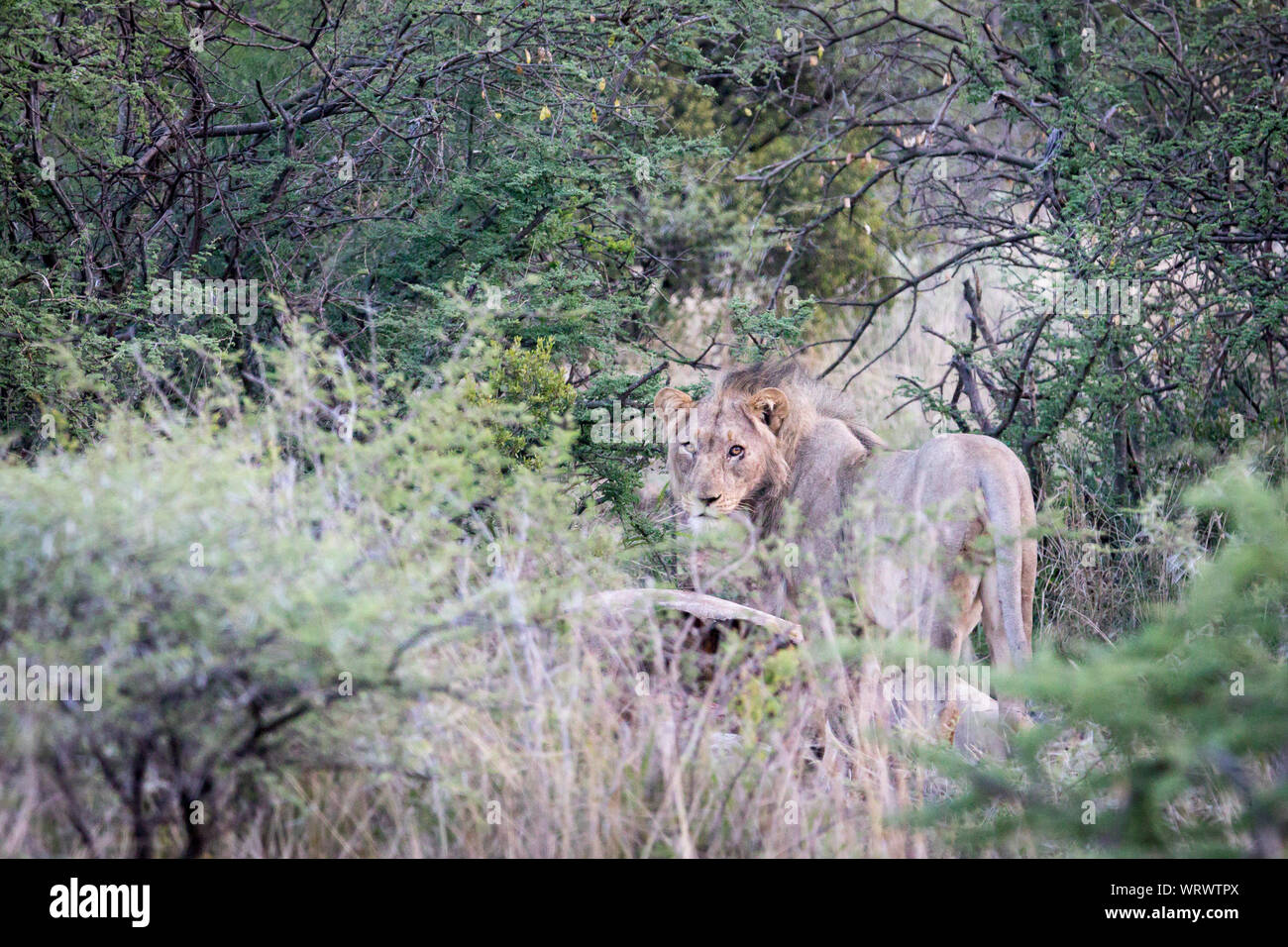 Lion staring at viewer hi-res stock photography and images - Alamy