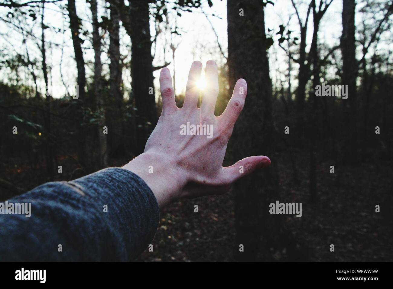 Human forest hi-res stock photography and images - Alamy