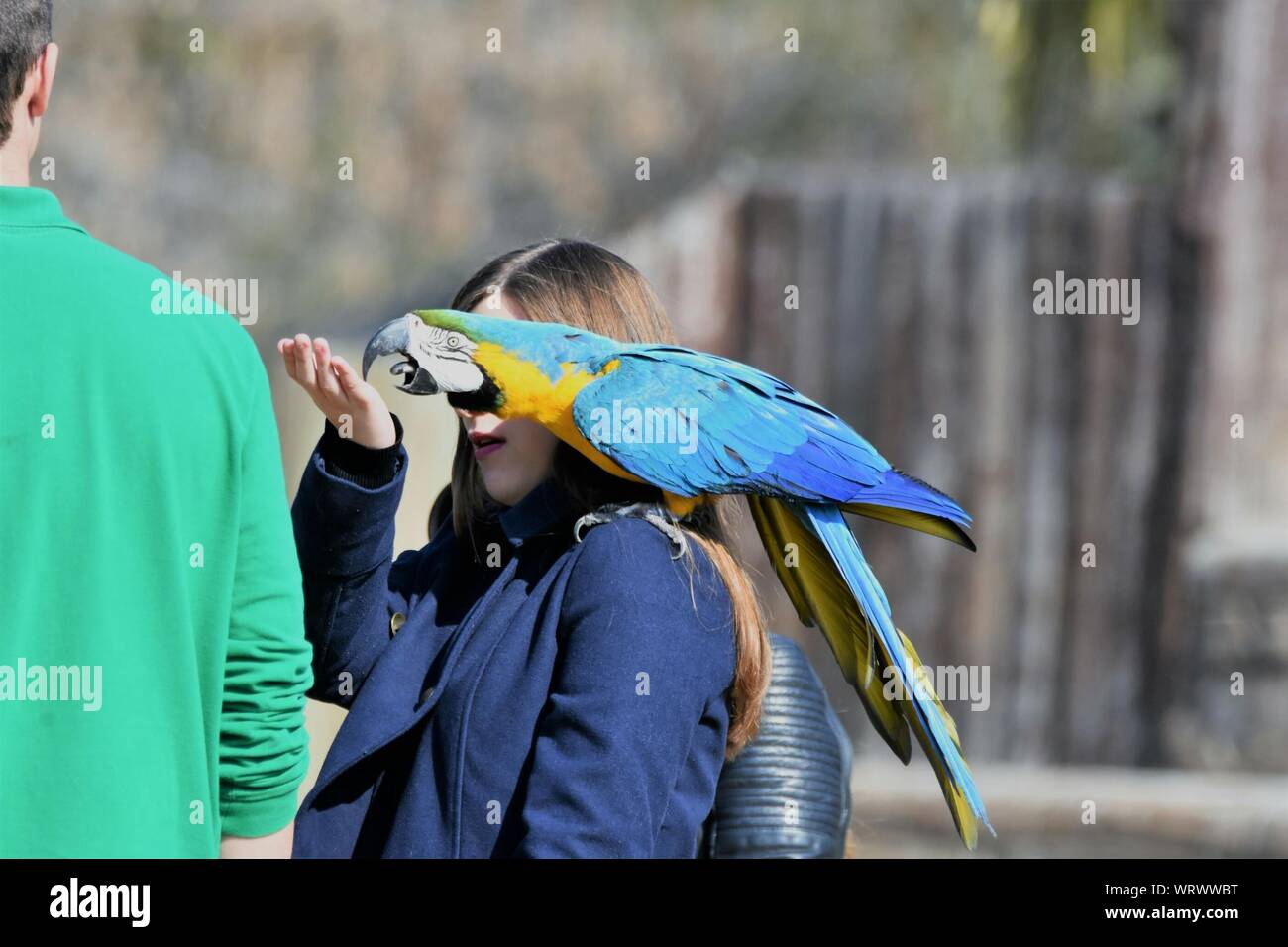 The real macaw hi-res stock photography and images - Alamy
