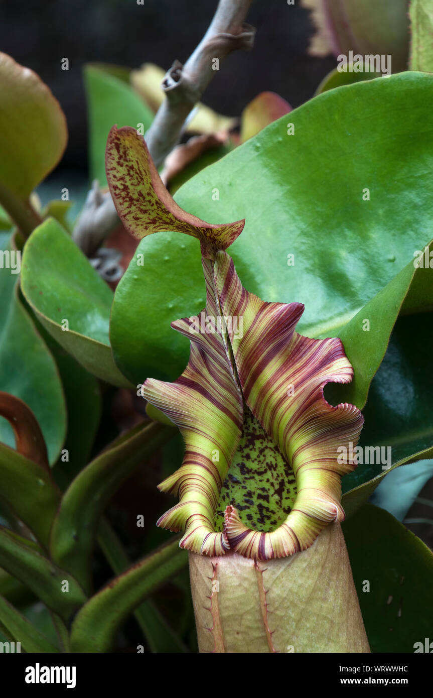 Sydney Australia, Hanging pitcher plant pod with striped collar Stock ...