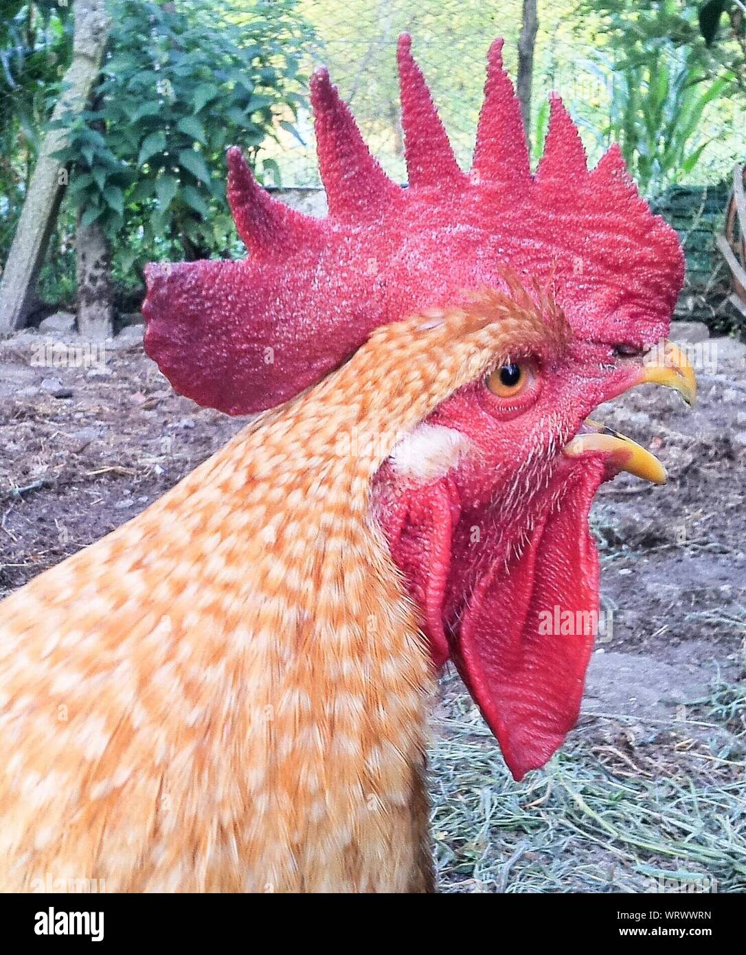 Chicken mouth open hi-res stock photography and images - Alamy