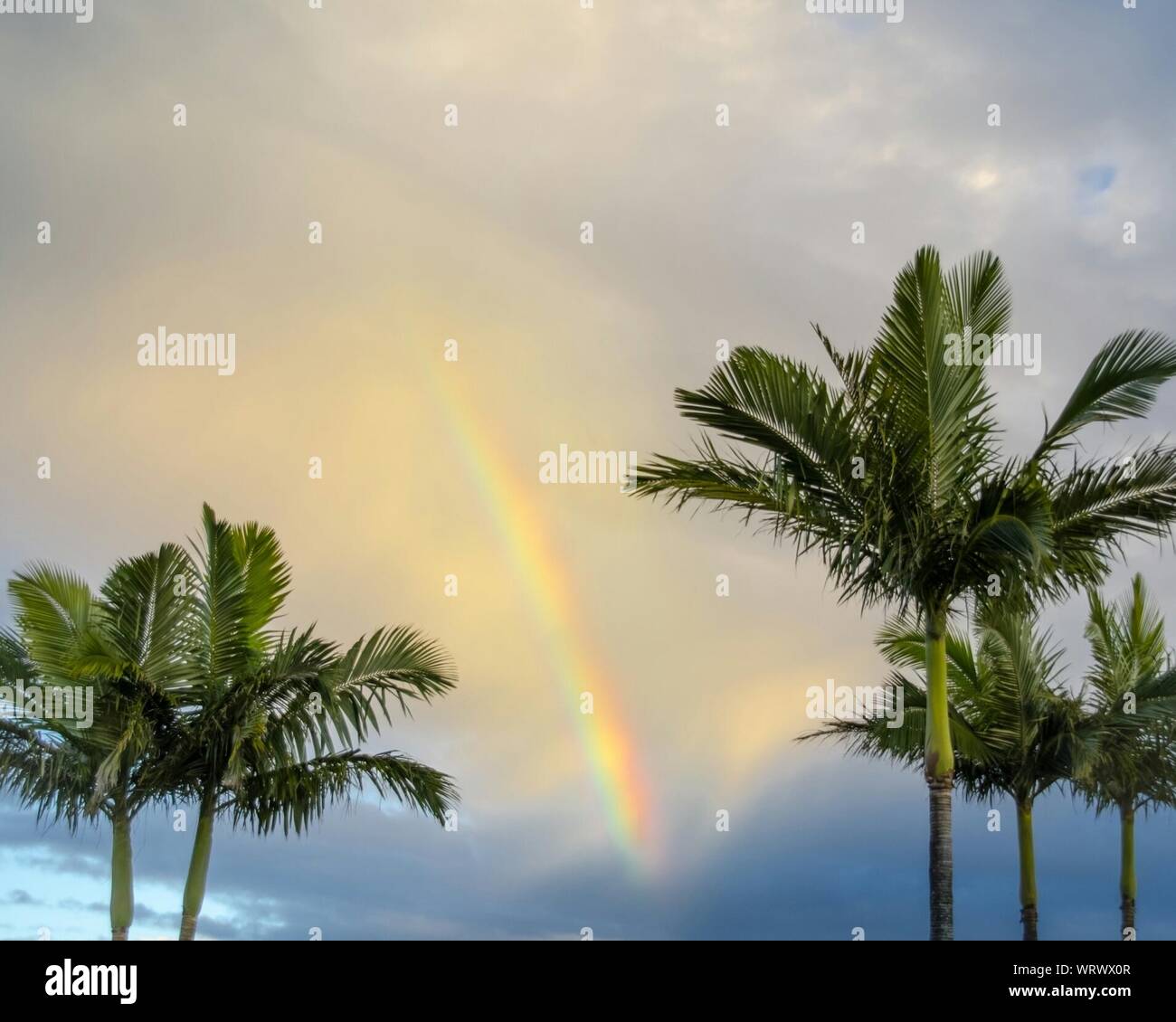 Rainbow and palm trees hi-res stock photography and images - Alamy